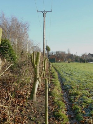 Electric Fence running under 3 x 11,000v Power Lines - CR4 Discussion ...